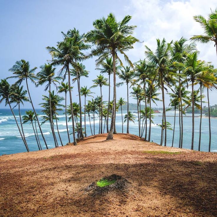 Coconut Tree Hill - Solo Srilankan